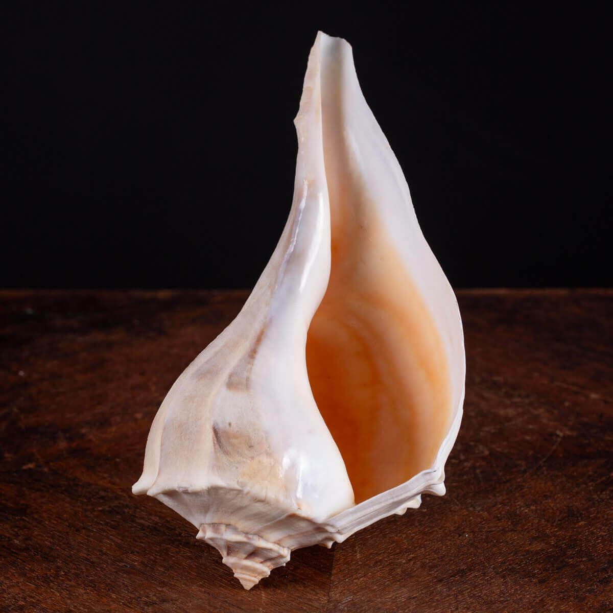 Busycon Contrarium - Sinistrofulgur Sinistrum